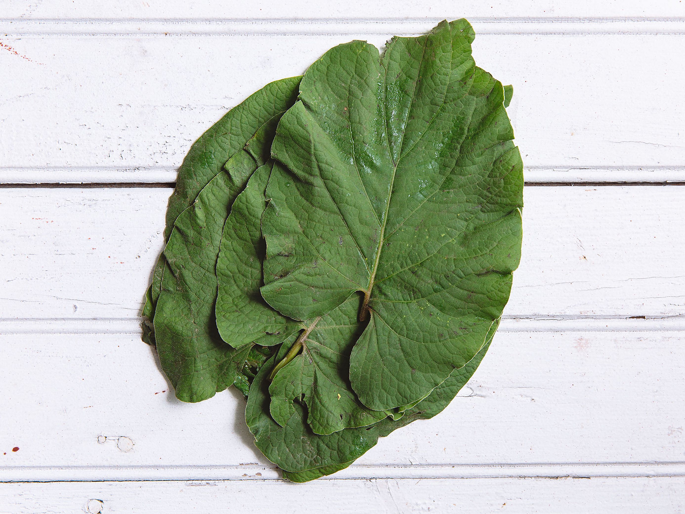 The mourning gecko or Cuija