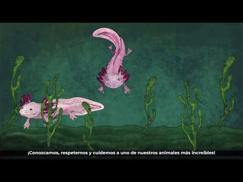 La Leyenda del Ajolote - The legend of the Axolotl